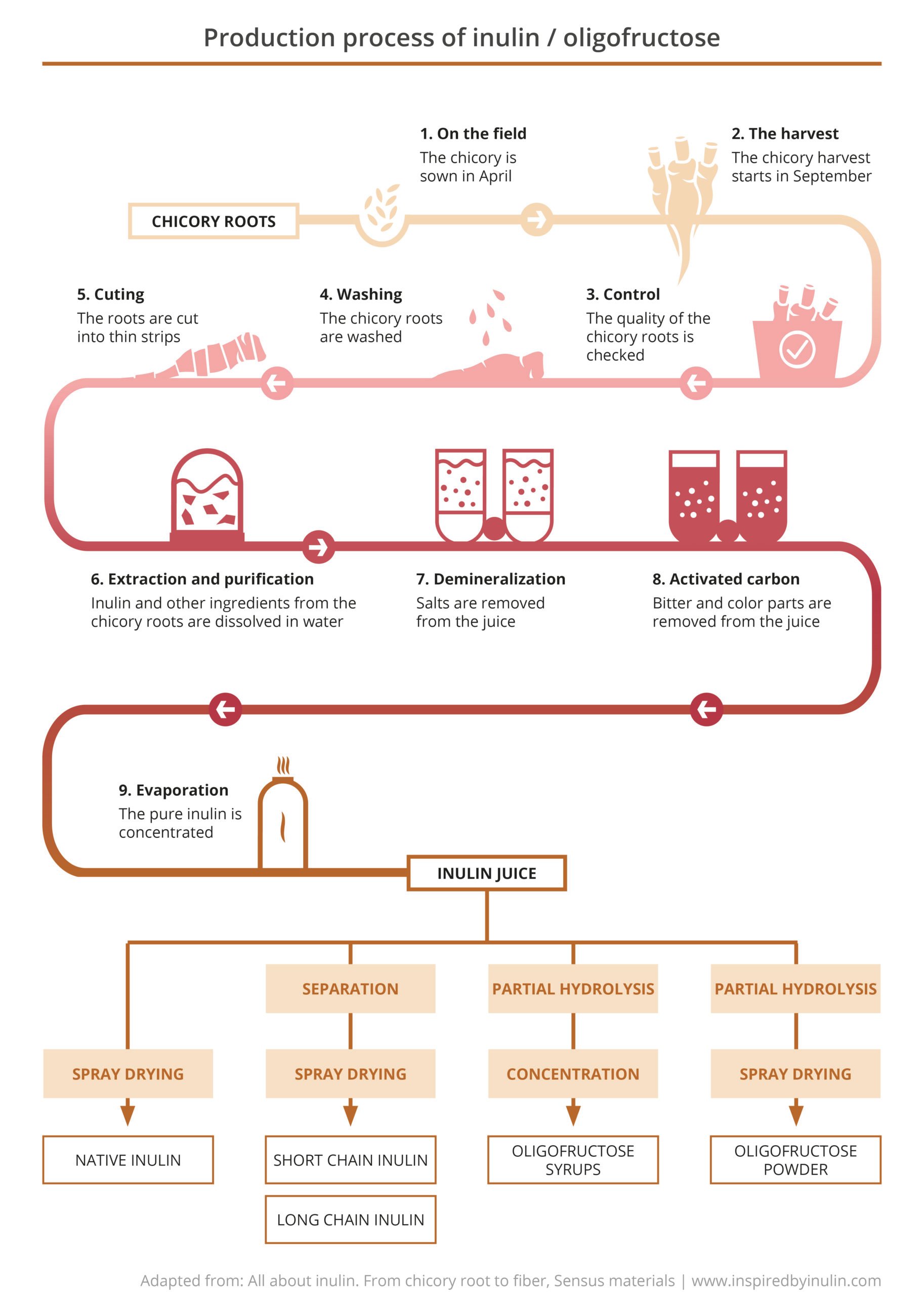 Inulin: a healthy and nutritional ingredient for use in pastry - Jordi ...